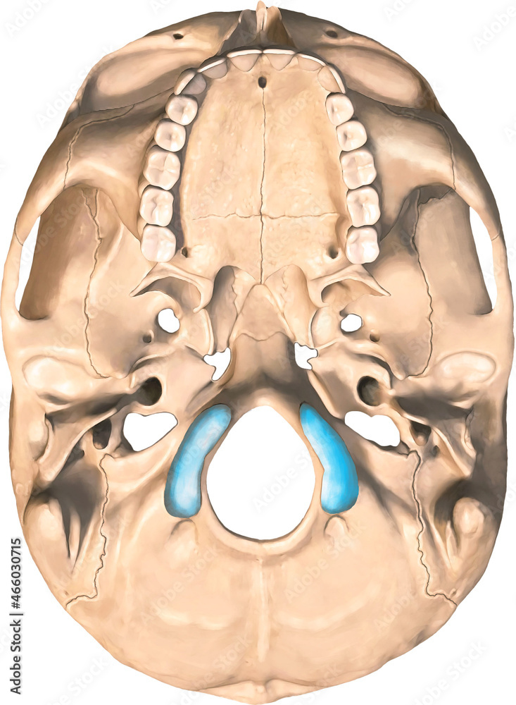 Anatomia da base do crânio Stock Illustration | Adobe Stock