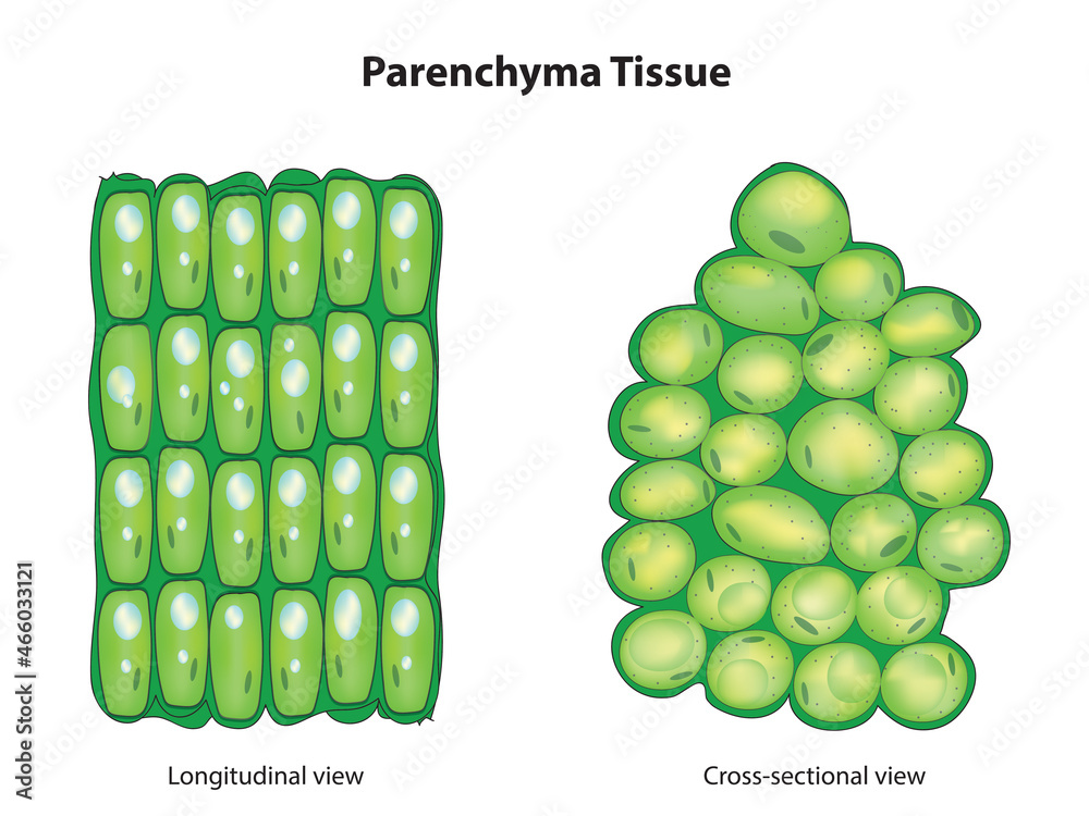 Biological illustration of parenchyma tissue Stock Vector | Adobe Stock