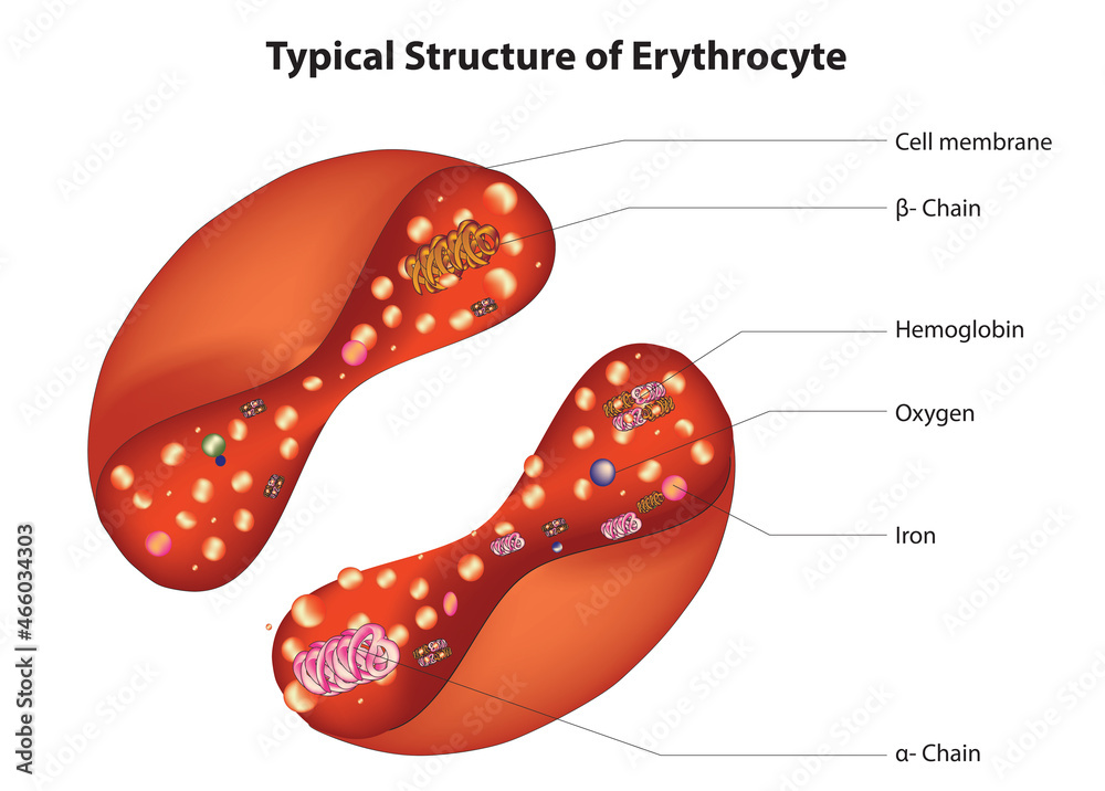 Biological structure of erythrocyte (Inside structure of red blood cell ...