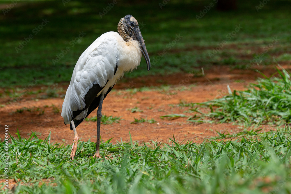 Jabiru bird (Mycteria americana), a typical long-legged bird from ...