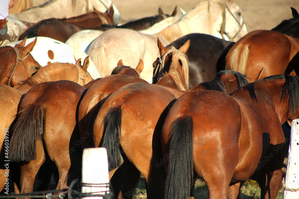 Group of horses. Back view. Horses with brown fur and bays. Cut tails ...