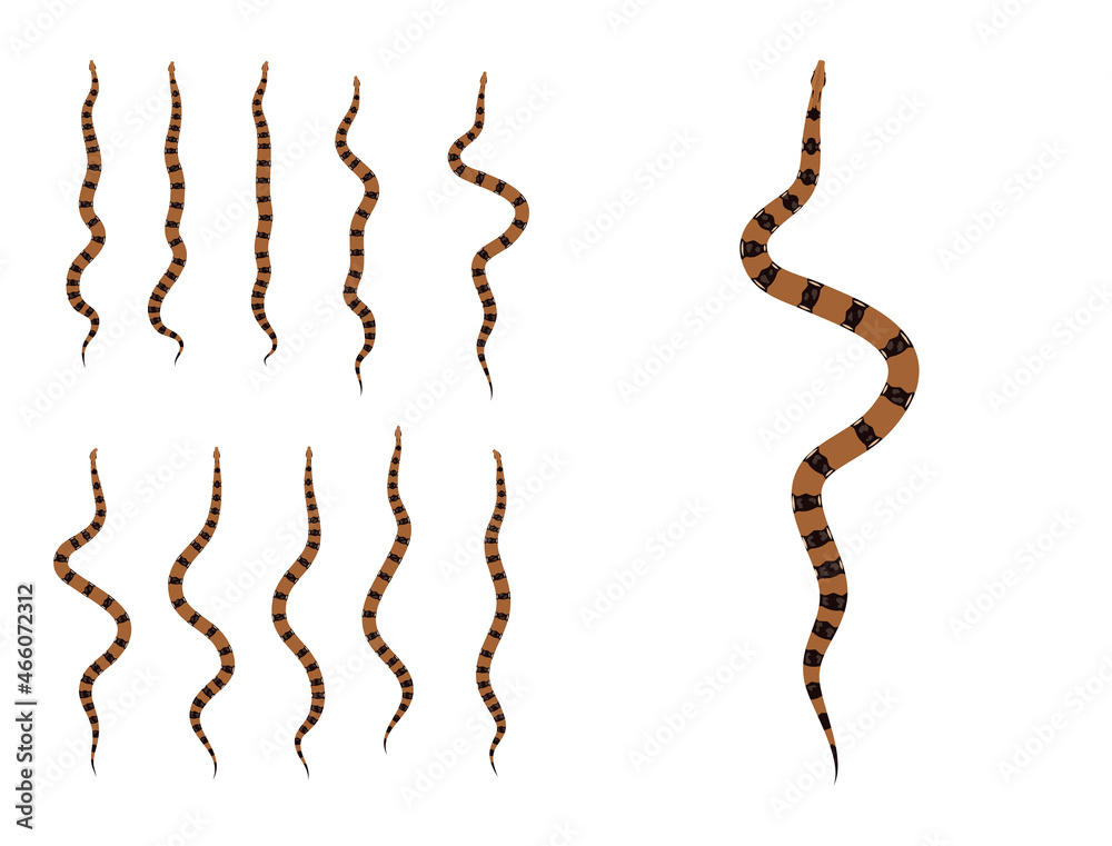 Animal Animation Sequence Boa Constrictor Cartoon Vector Stock Vector ...