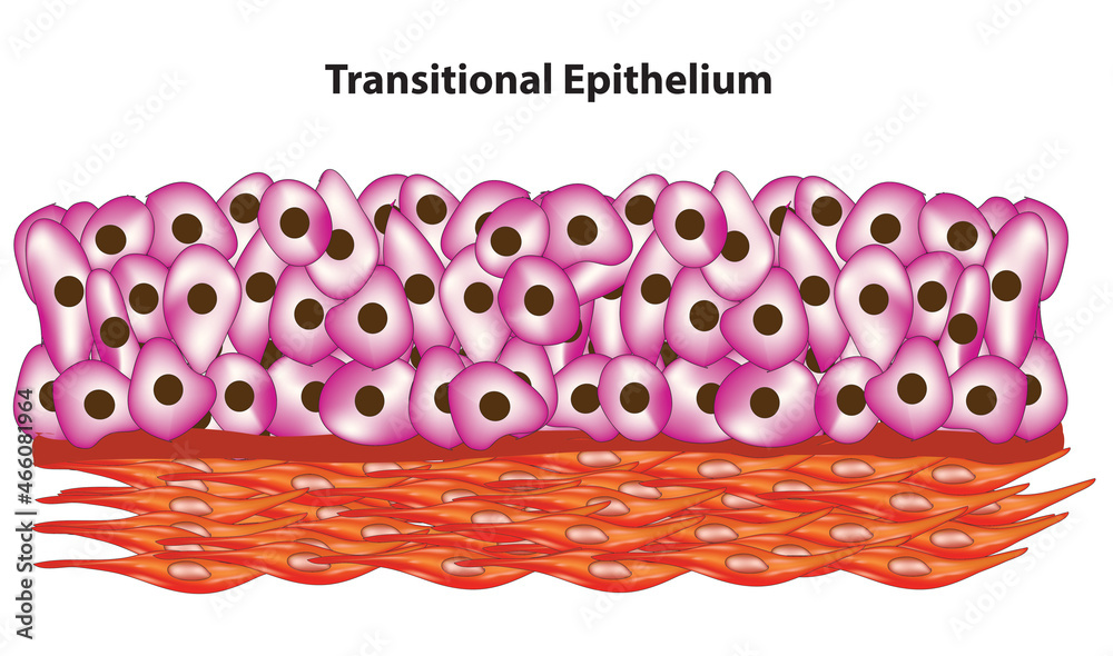Transitional Epithelium Labeled