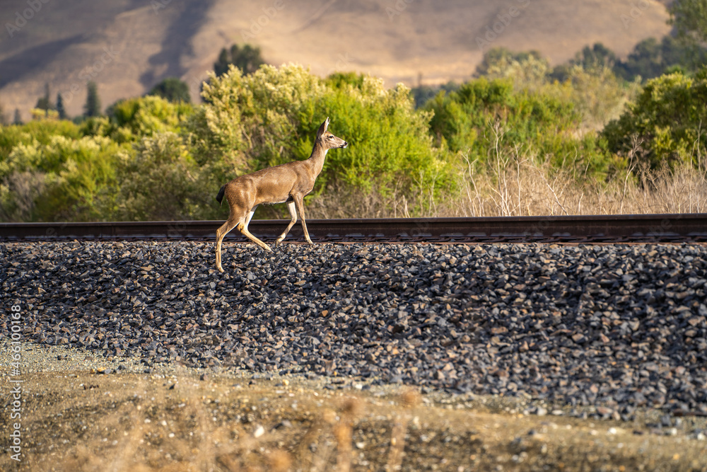California Mule Deer (Odocoileus hemionus californicus) is crossing the ...