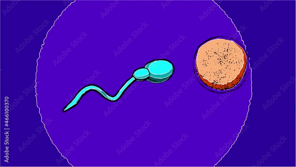 2d animation in comic style - sperm and fertile human egg. Insemination ...