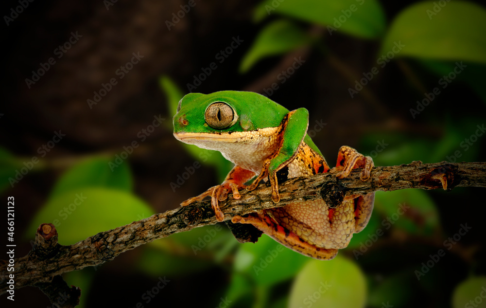 Northern orange-legged leaf frog // Tigerbein-Makifrosch (Pithecopus ...