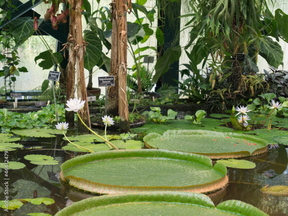 Victoria amazonica Stock Photo | Adobe Stock