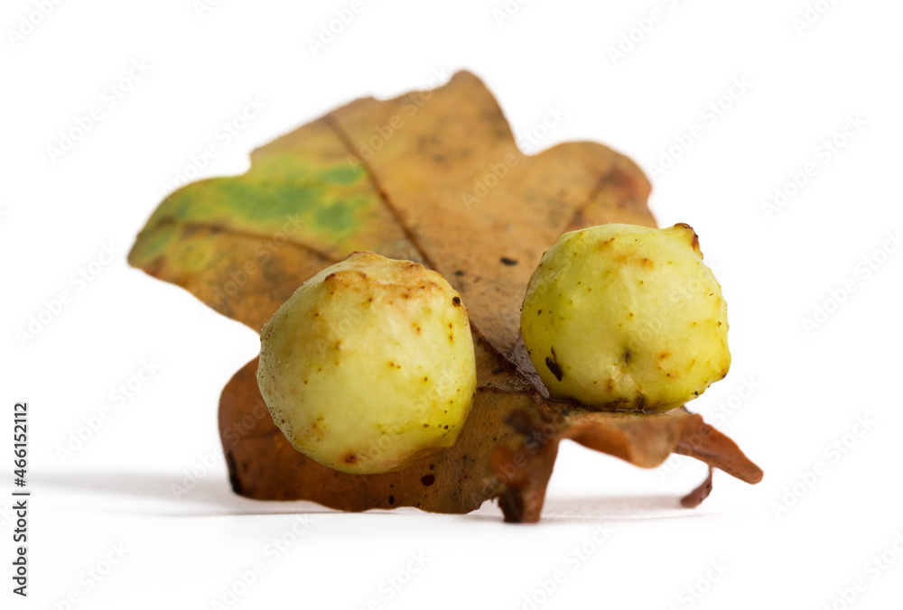 Two leaf galls caused by a gall wasp on the dead leaf of a common oak ...