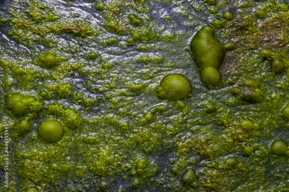 Cyanobacteria - Algae & silt field texture on a lake Stock Photo ...