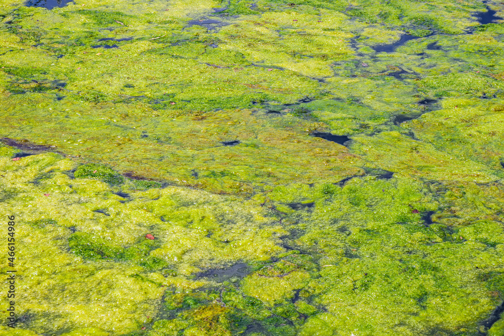 Blue Green Algae - Cyanobacteria & silt field texture on a lake Stock ...
