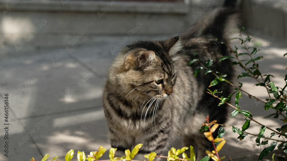 Foto de Gray tabby fluffy cat is walking on the street. Close-up muzzle ...