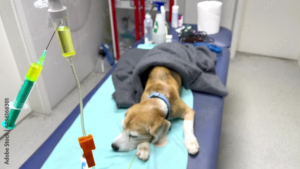 Beagle dog getting Intravenous therapy in a veterinary clinic. It gets ...