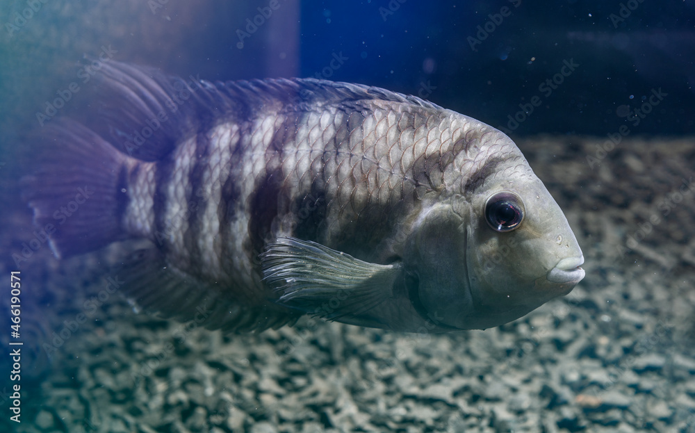 Fish with black stripes. Big beautiful fish underwater. Pets in the ...
