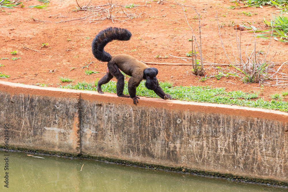 Very rare and endangered Brazilian tamarin endemic to the Amazon region ...