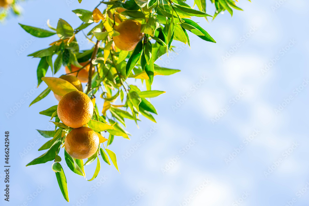 Ripe of fresh juicy orange mandarin in greenery on tree branches ...