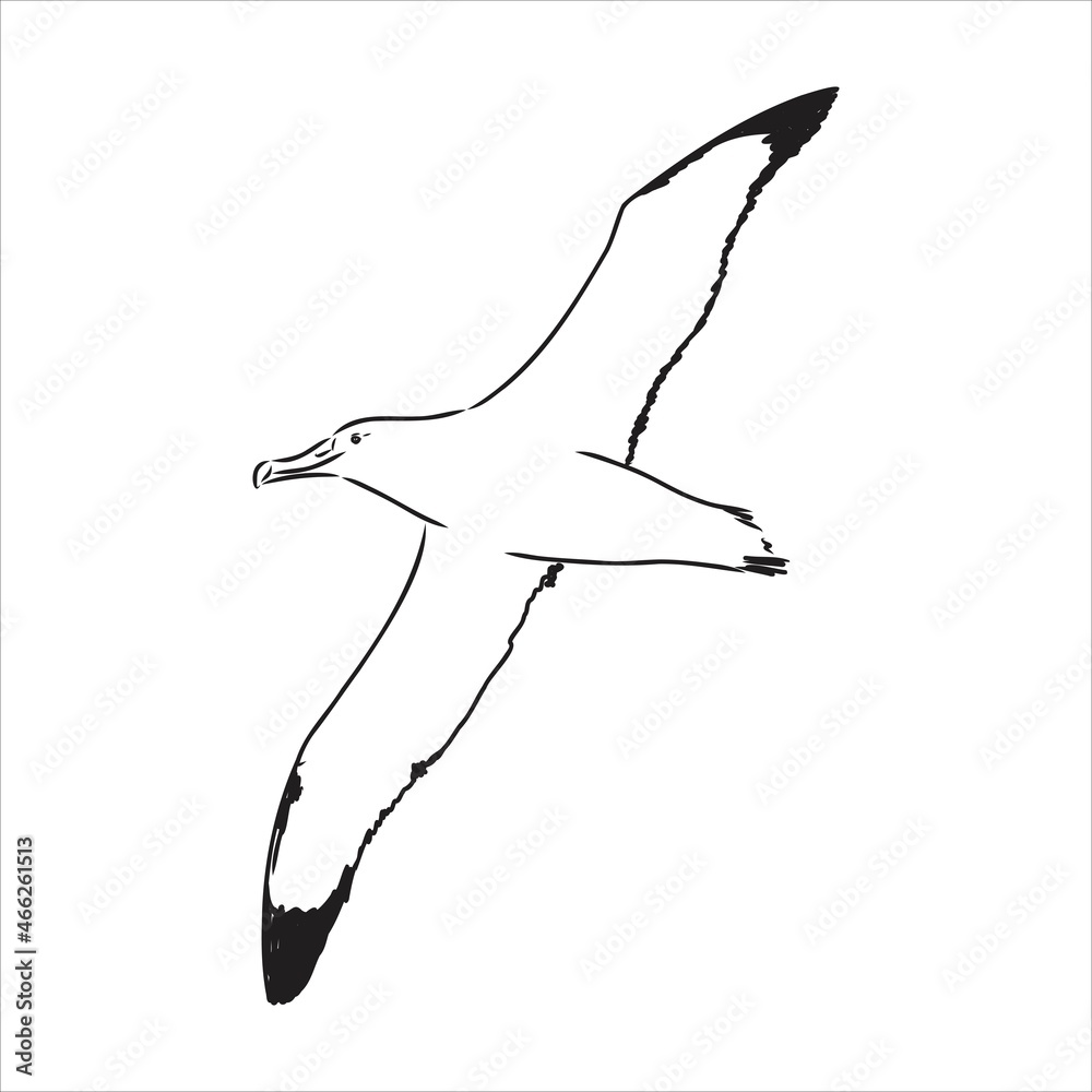 Albatross Bird Drawing