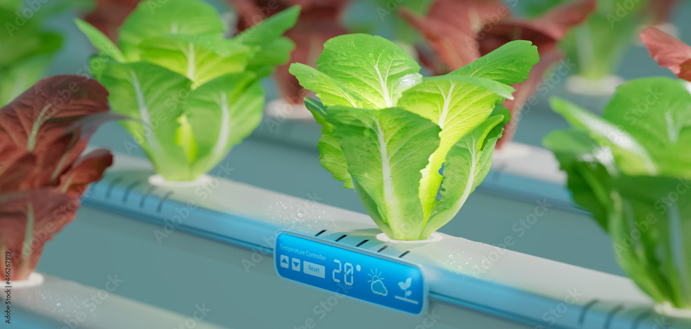 Growing vegetables hydroponically with high innovation, Smart farming ...