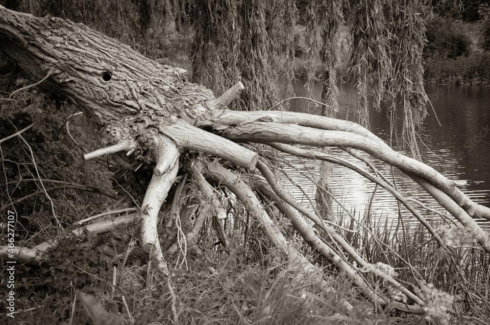 Poster Black and white photo of an uprooted tree on a riverbank ...