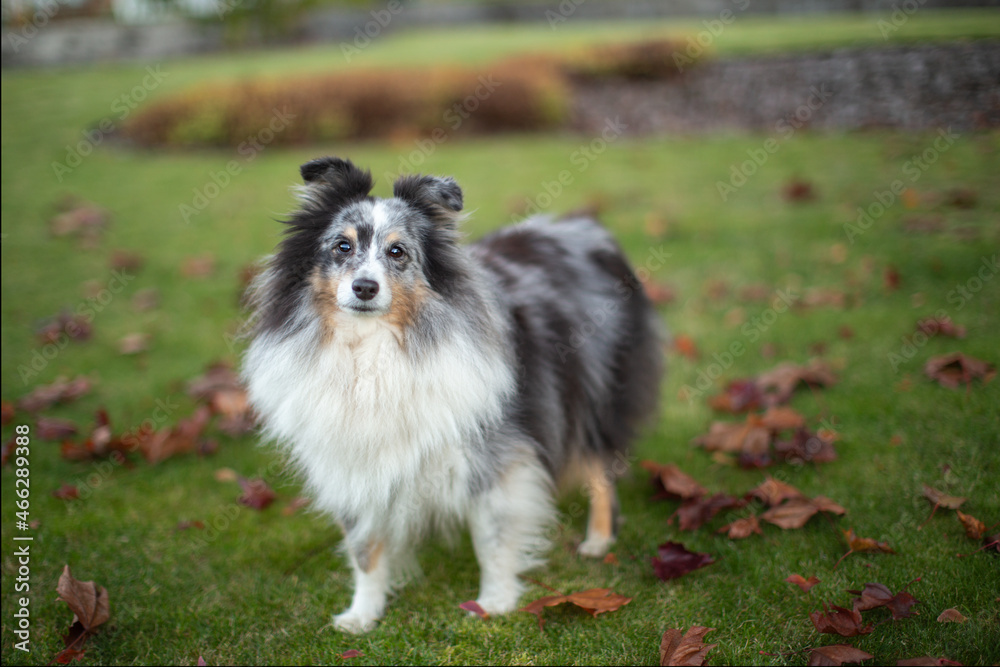The Shetland Sheepdog, often known as the Sheltie, is a breed of ...