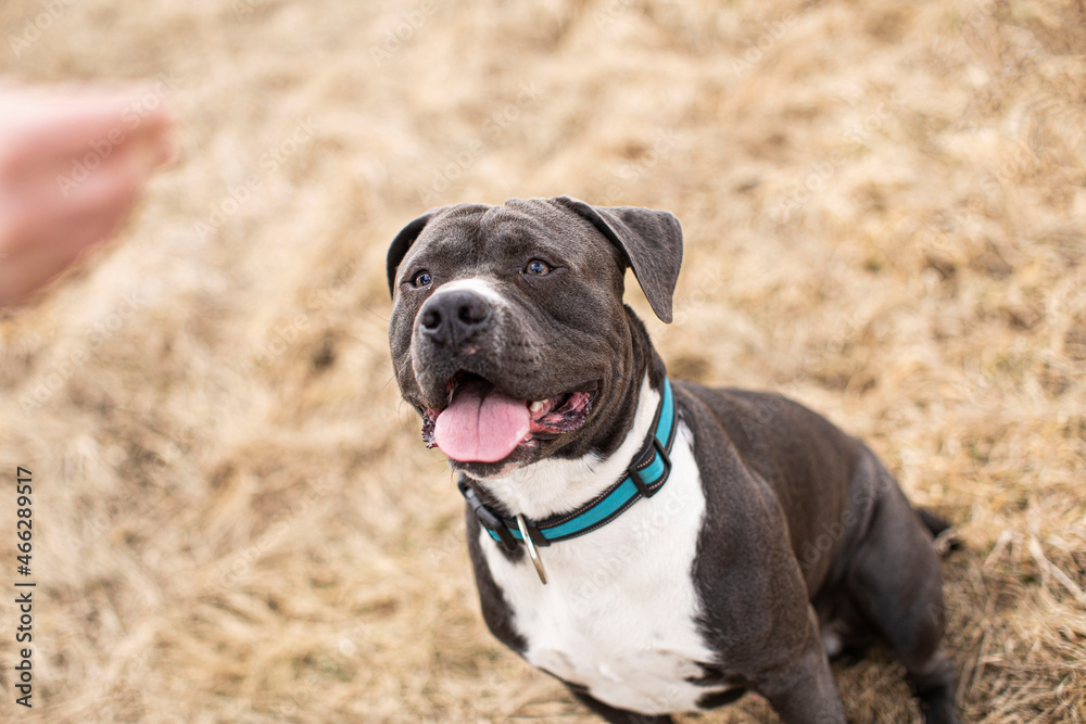 The American Staffordshire Terrier, also known as the AmStaff or ...