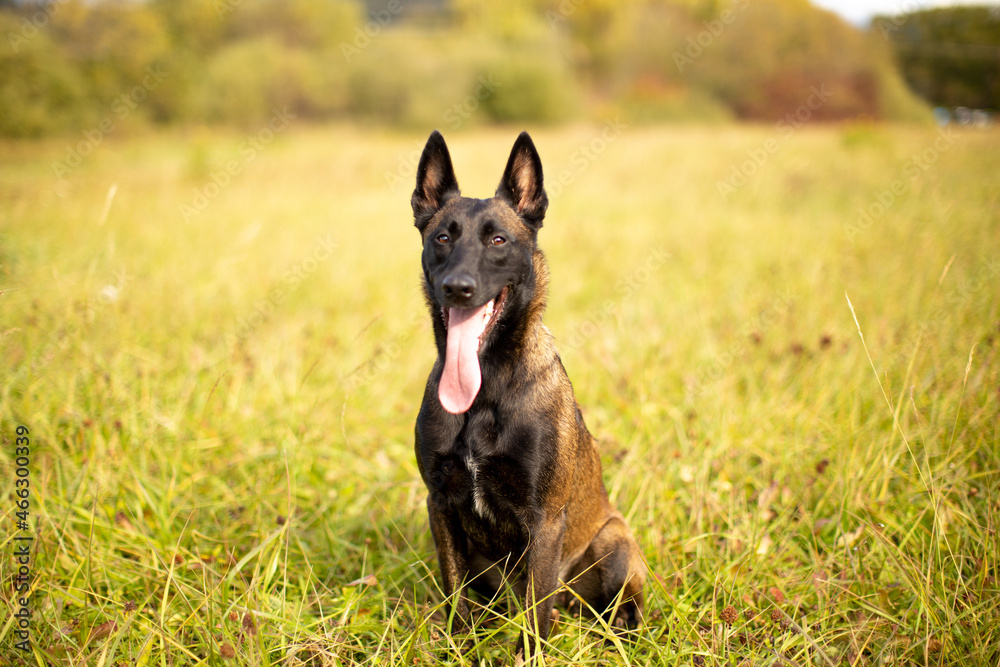 The Belgian Shepherd is a breed of medium-sized herding dog from ...