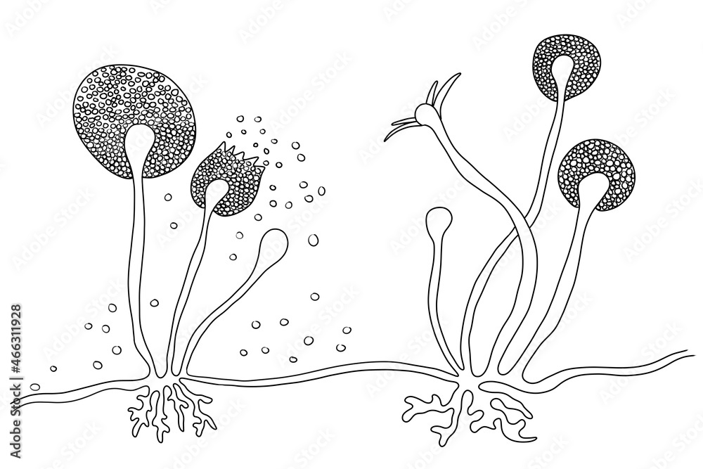 Structure of Rhizopus mold, also known as bread mold Stock Illustration ...