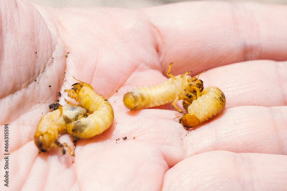Beetle Worm of Scarab Beetle is dangerous insect pest with Mango tree ...