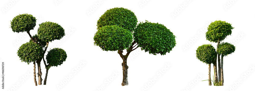 Isolated bullet wood trees and streblus asper trees with clipping paths ...