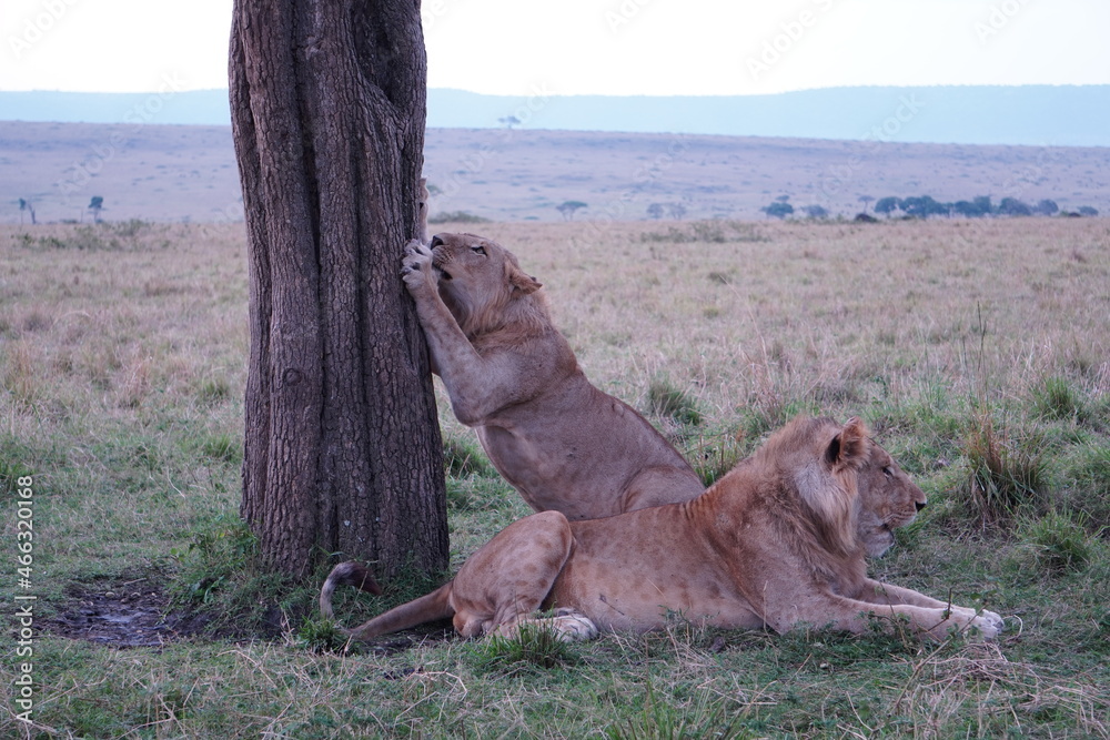 Juvenile lion scratching on a tree. Stock Photo | Adobe Stock