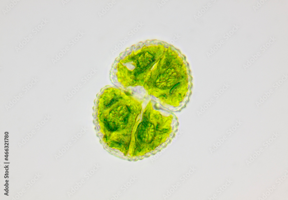 Foto de Microscopic view of green algae (Cosmarium) cell. Brightfield ...