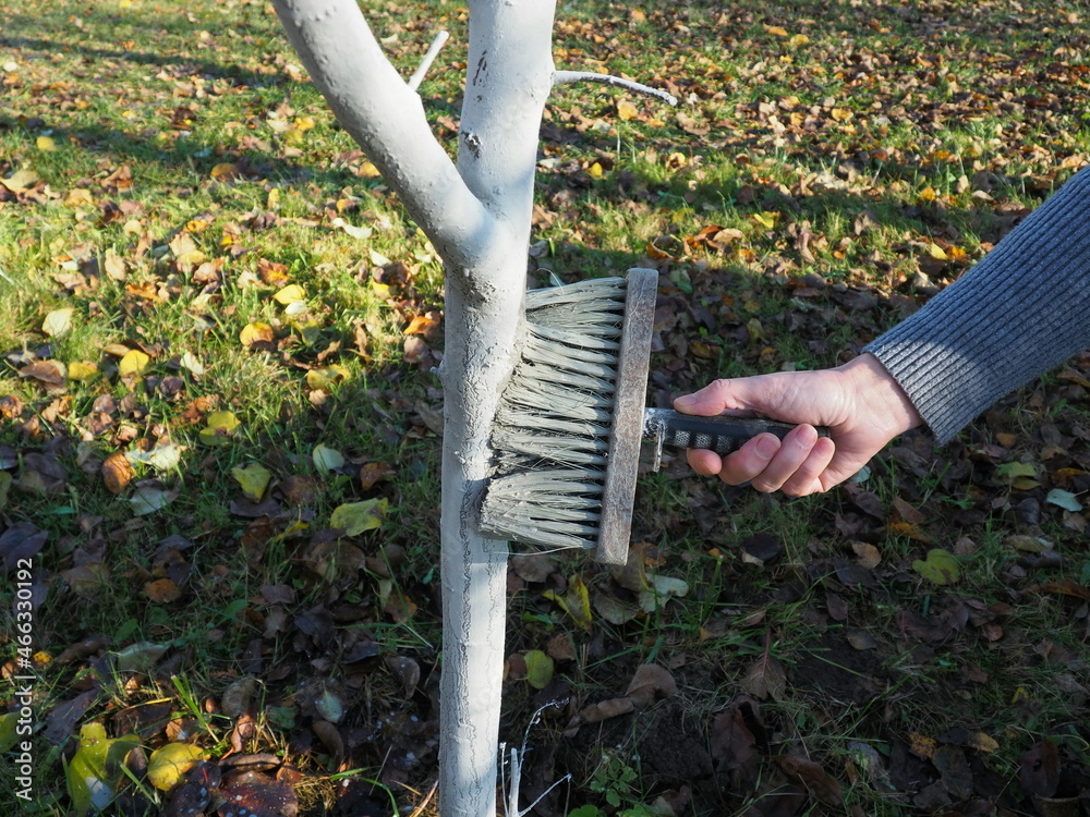 Foto de Liming of trunks. Protection of trees from the sun, fungi and ...