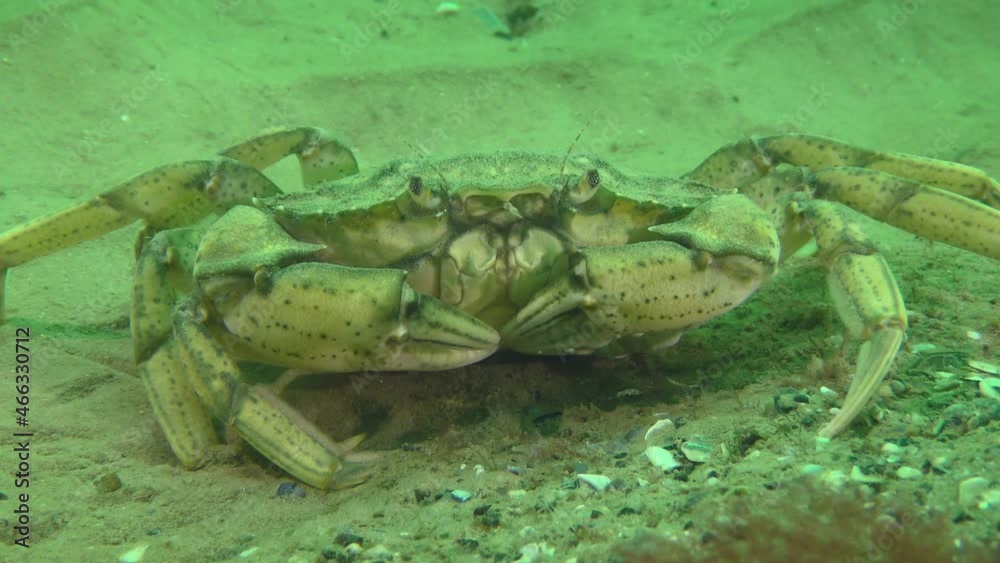 One of the most famous marine alien species is Green crab or Shore crab ...