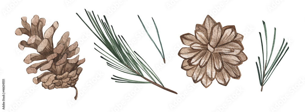 Conifer Leaves