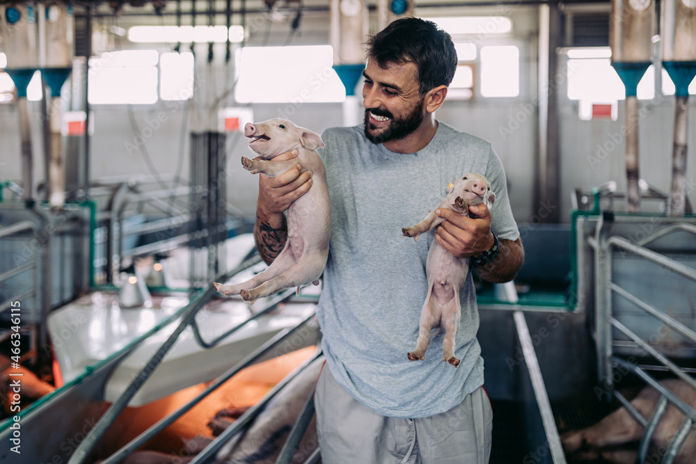Foto de Young male worker doing his everyday job on huge pig farm. do ...