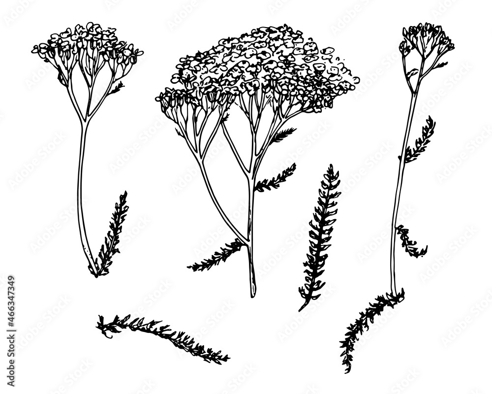 YARROW set in sketch style. hand-drawn set of medicinal yarrow plant ...