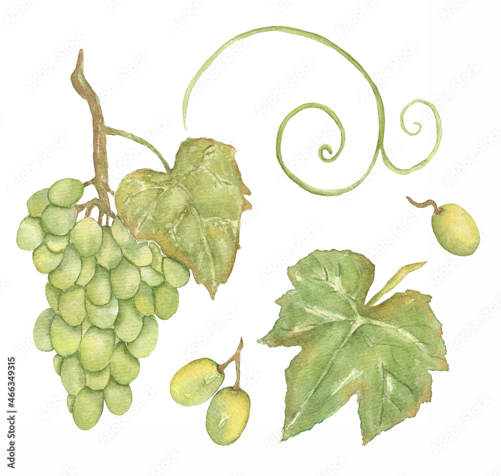 Watercolor Grapes set Clipart, Greenery Wine Leaves clip art, Vineyard ...