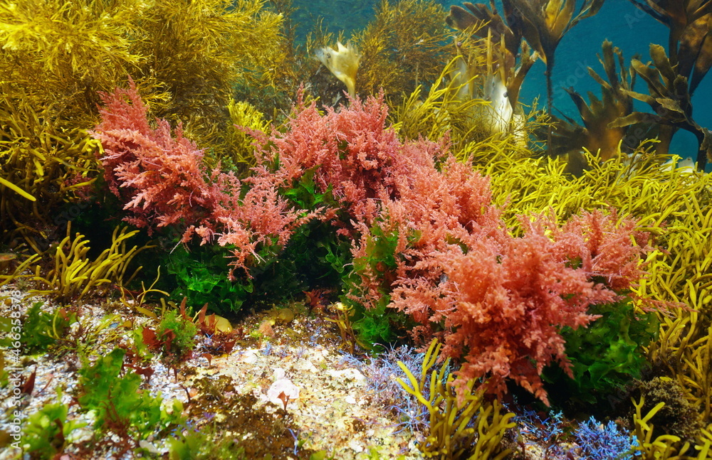 Colors of various marine algae underwater in the ocean, Eastern ...