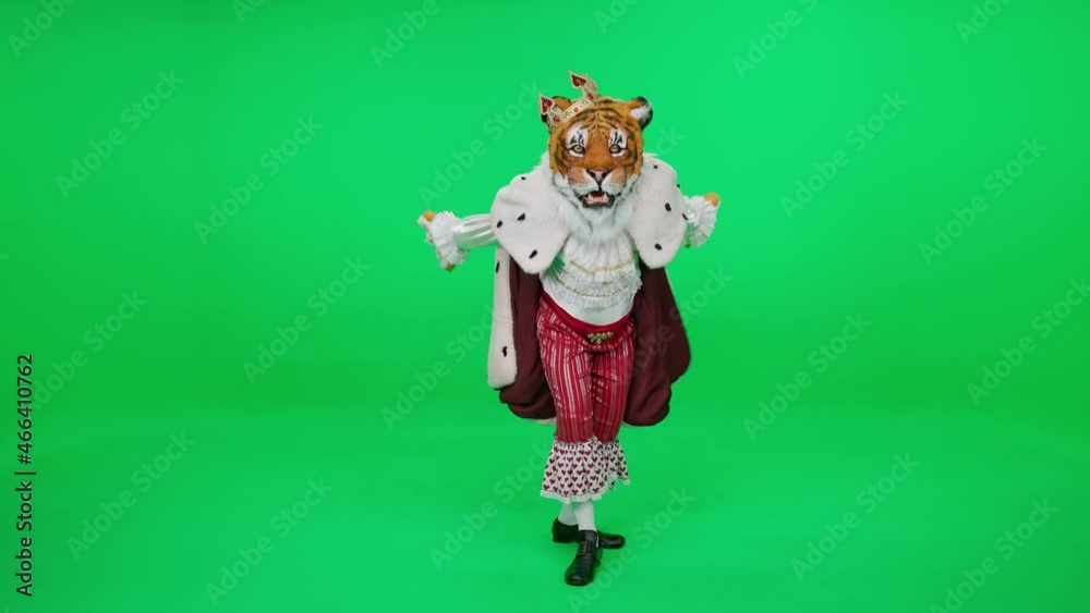 Fabulous character in slow motion, tiger moves gracefully and performs ...