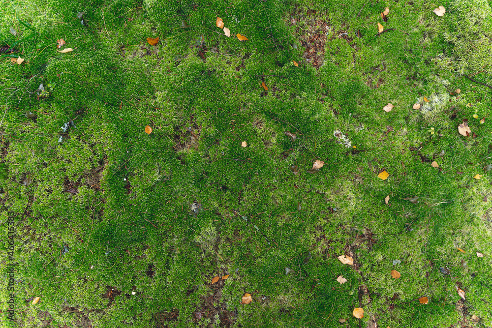 Moss background. Surface of green moss in the forest. Biodiversity and ...