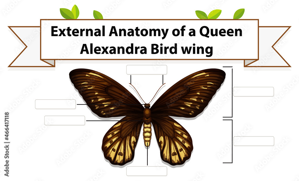 External Anatomy of a butterfly worksheet Stock Vector | Adobe Stock