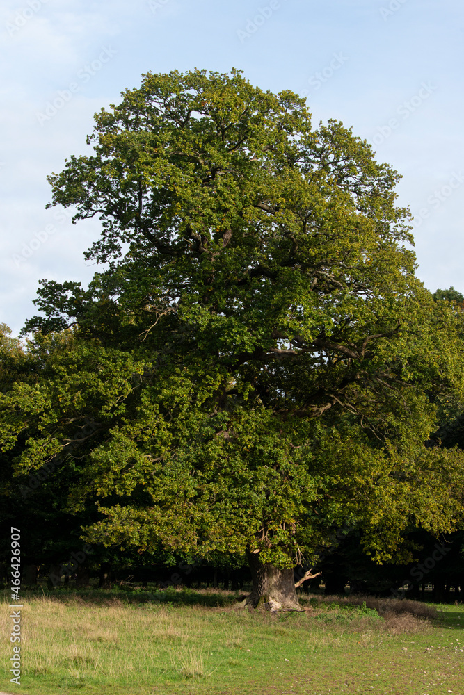 Chêne pédonculé, Quercus robur Stock Photo | Adobe Stock
