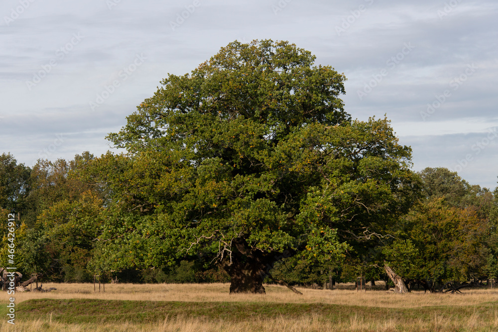 Chêne pédonculé, Quercus robur Stock Photo | Adobe Stock