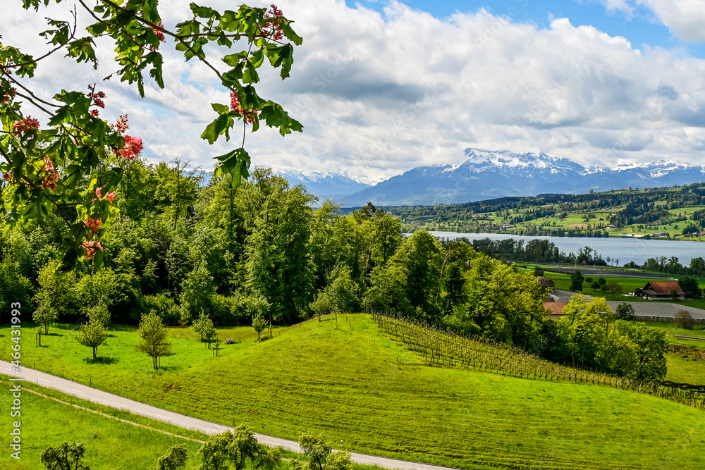 Foto de Gelfingen, Hitzkirch, Weinberg, Obstbäume, Baldeggersee, Seetal ...