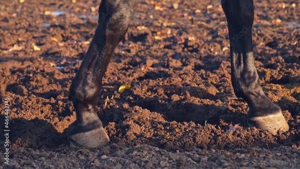 Legs and Hooves of Black Racing Stallion Horse Walking Slowly in Wet ...