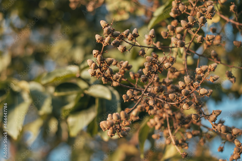 closeup of fruits of the Inthanin tree, Lagerstroemia speciosa Stock ...
