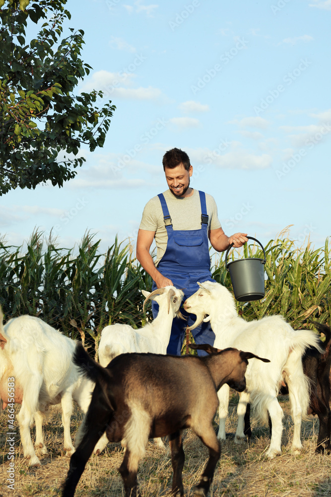 Man feeding goats at farm. Animal husbandry Stock Photo | Adobe Stock