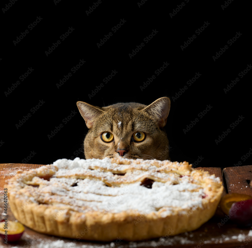 adult funny cat peeking out from under the table with baked pie with ...