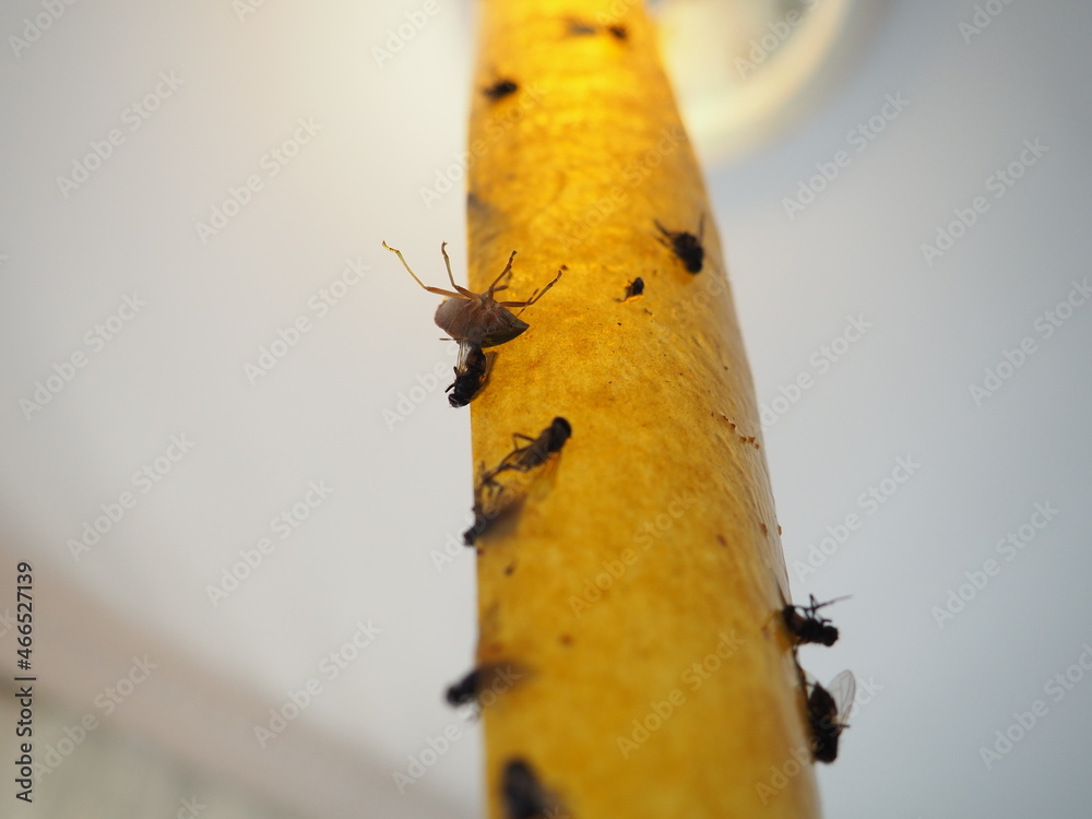 Sticky insecticidal tape for protection against crawling and flying ...