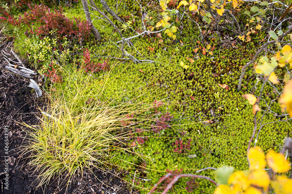 Various types of moss and small spots of lichen among the green moss ...
