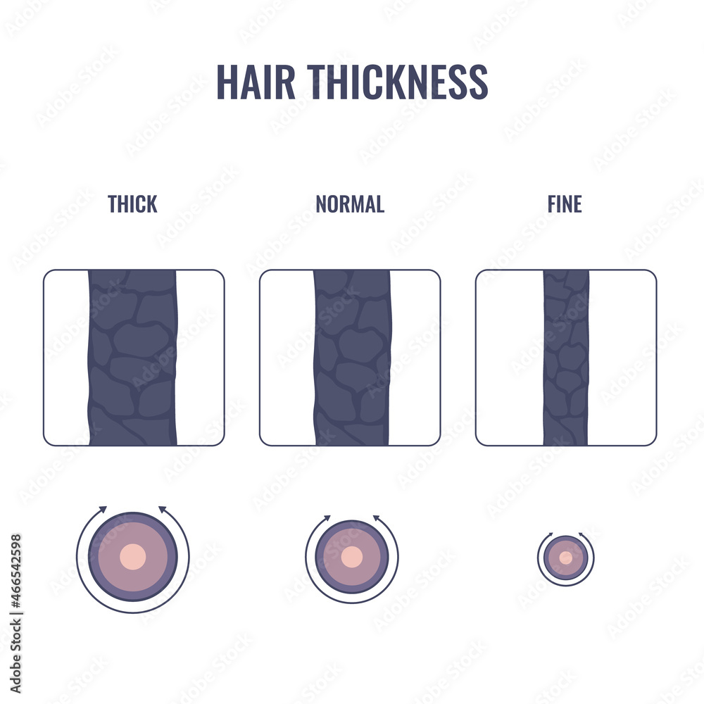 Hair thickness types classification set. Fine, normal, thick strand ...